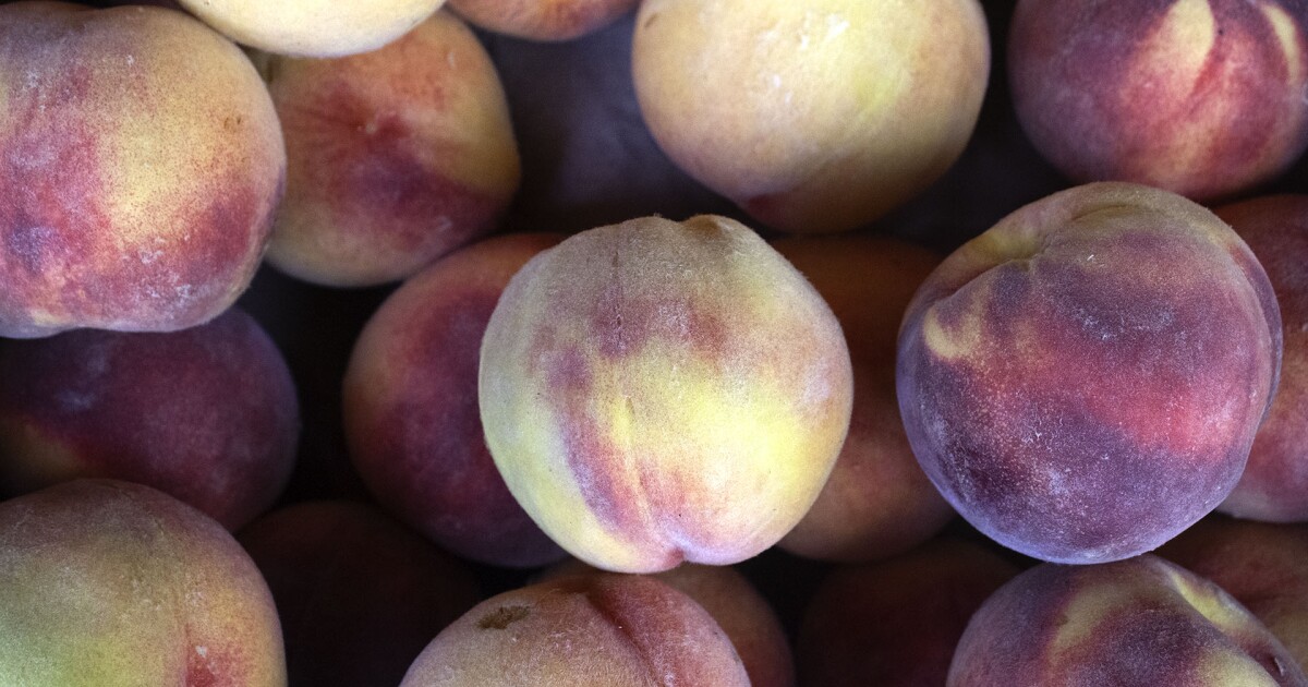 What makes western Colorado’s peaches so good? | KUNC