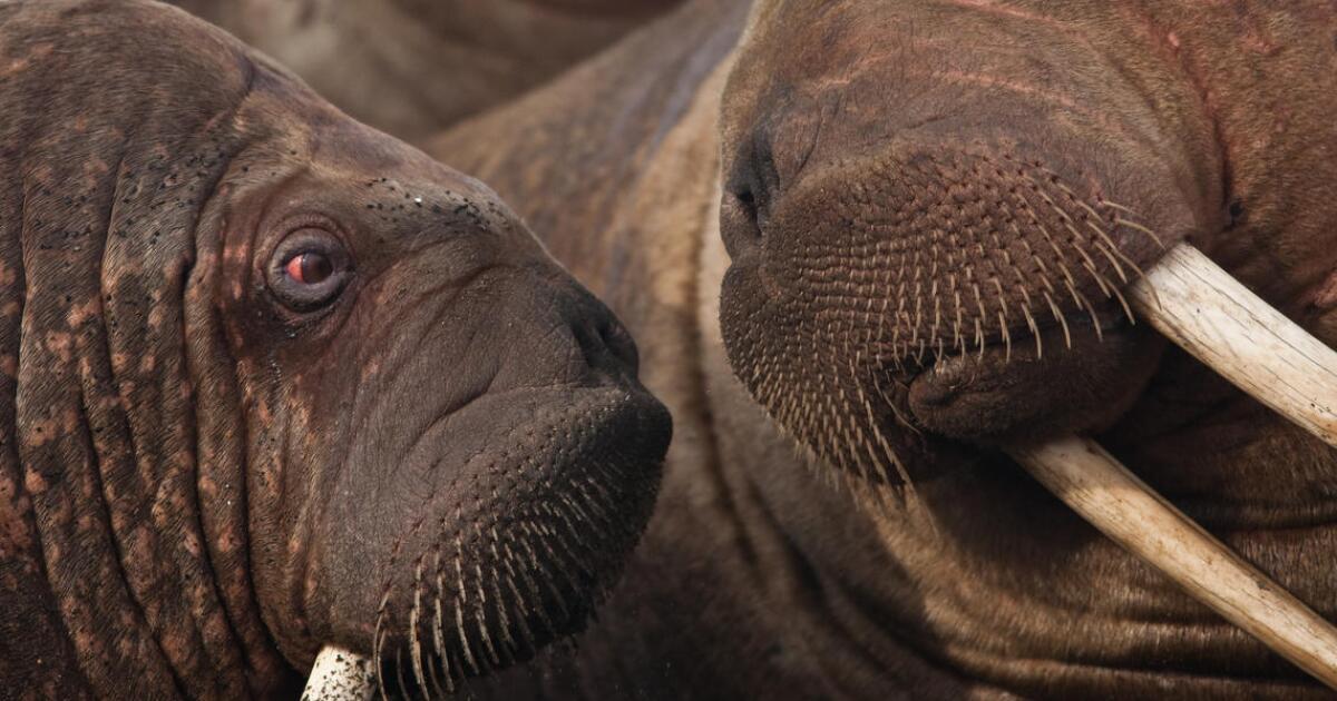 Walruses are skittish. That's why this scientist is using drones to ...