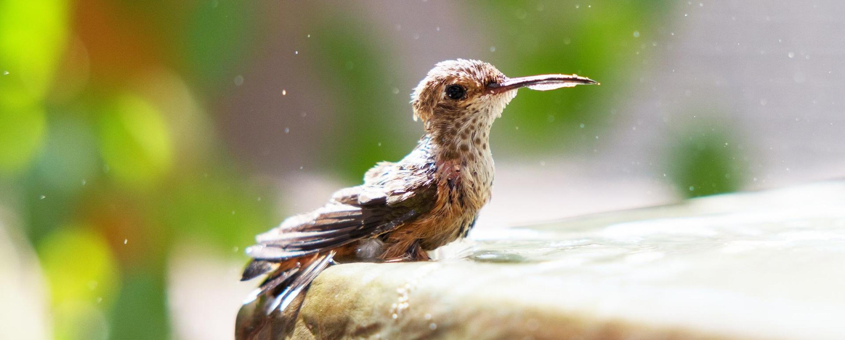 Preview of Hummingbirds of Hollywood | New England Public Media