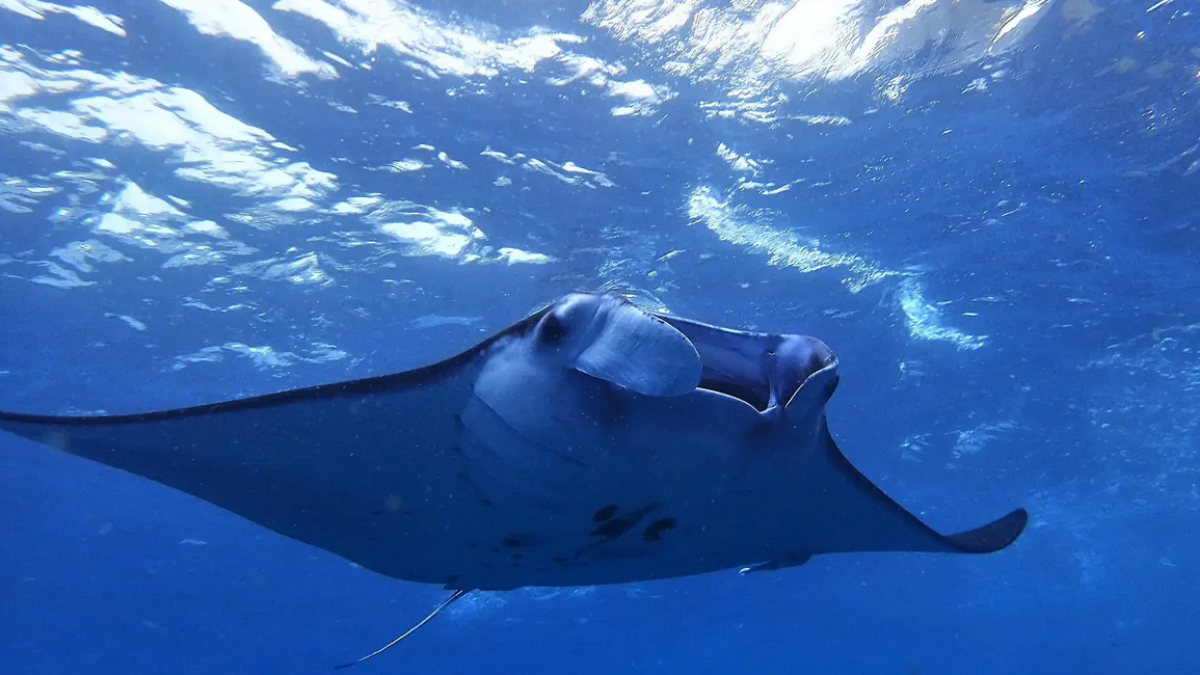 manta ray bbc