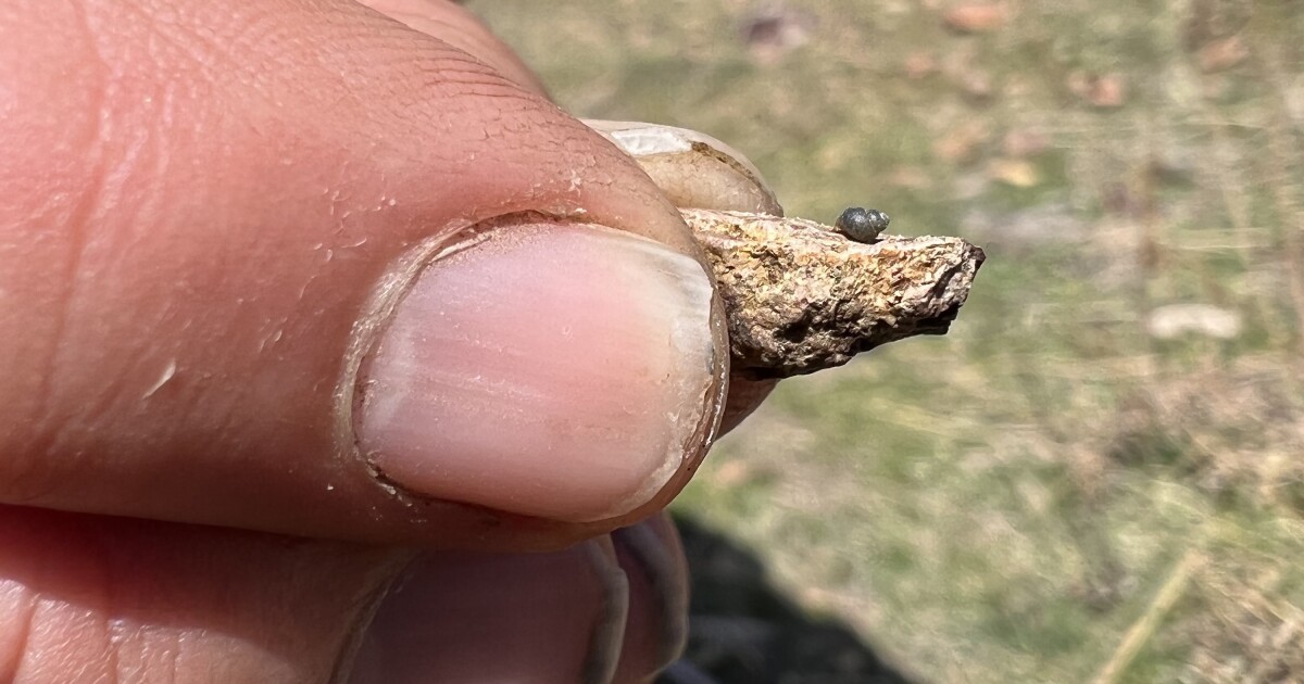 Conservation group seeks to protect rare snail near Nevada lithium mine ...