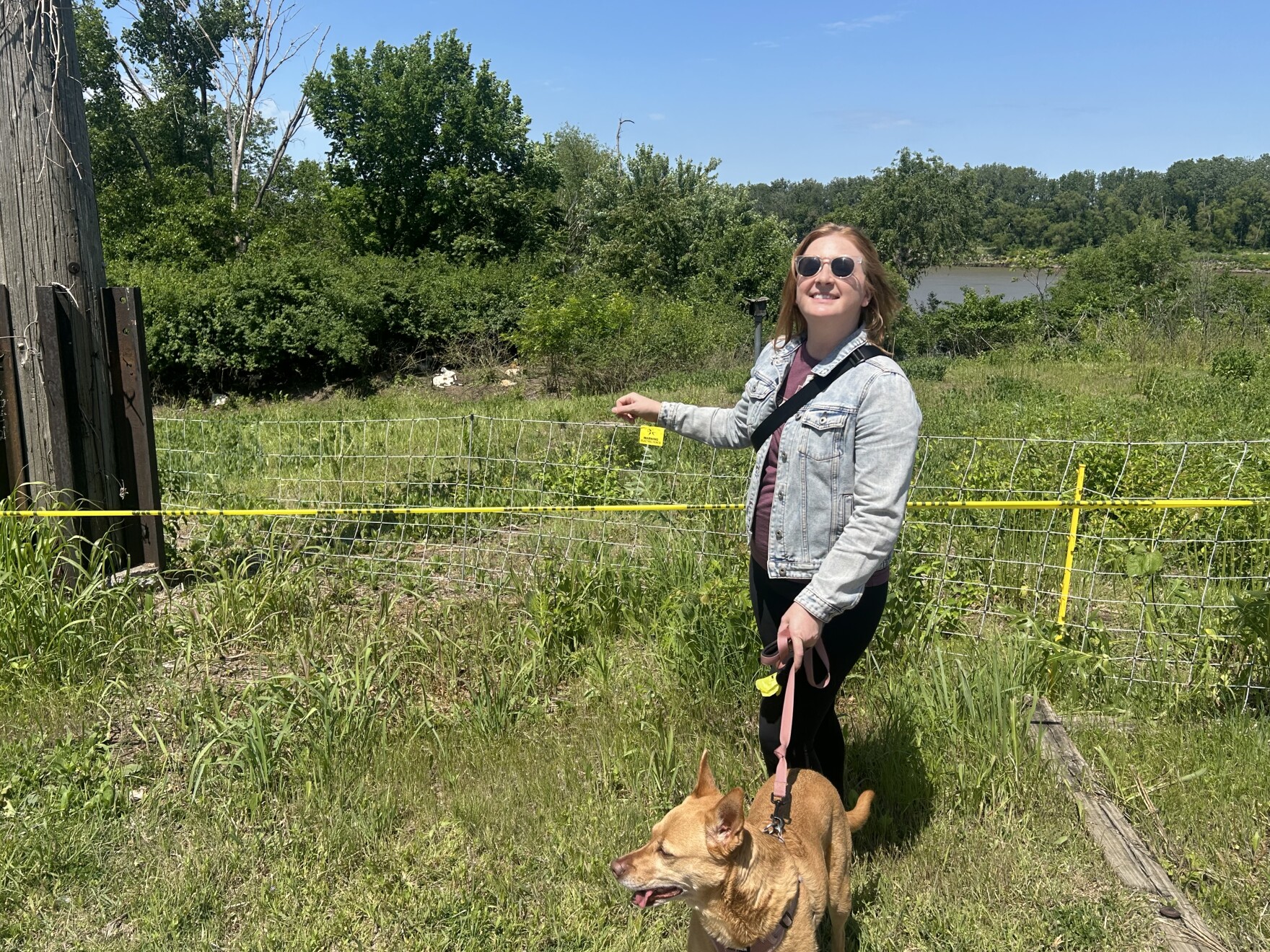 Goats at Kansas City’s Berkley Riverfront Park trim the grasses and ...