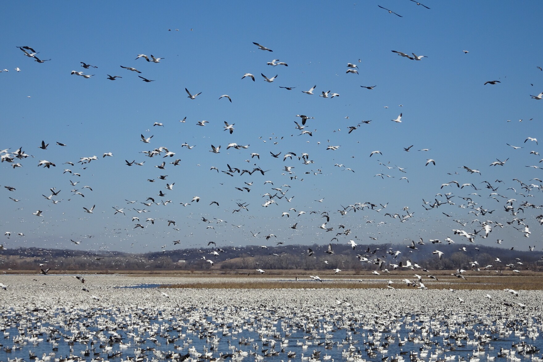 Snow Geese Touch Down At Loess Bluffs On Annual Migration Kxcv Krnw