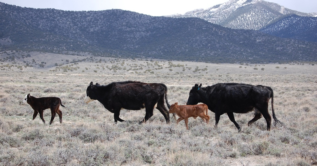 Bureau Of Land Management Plans To 'Modernize' Grazing On Public Lands