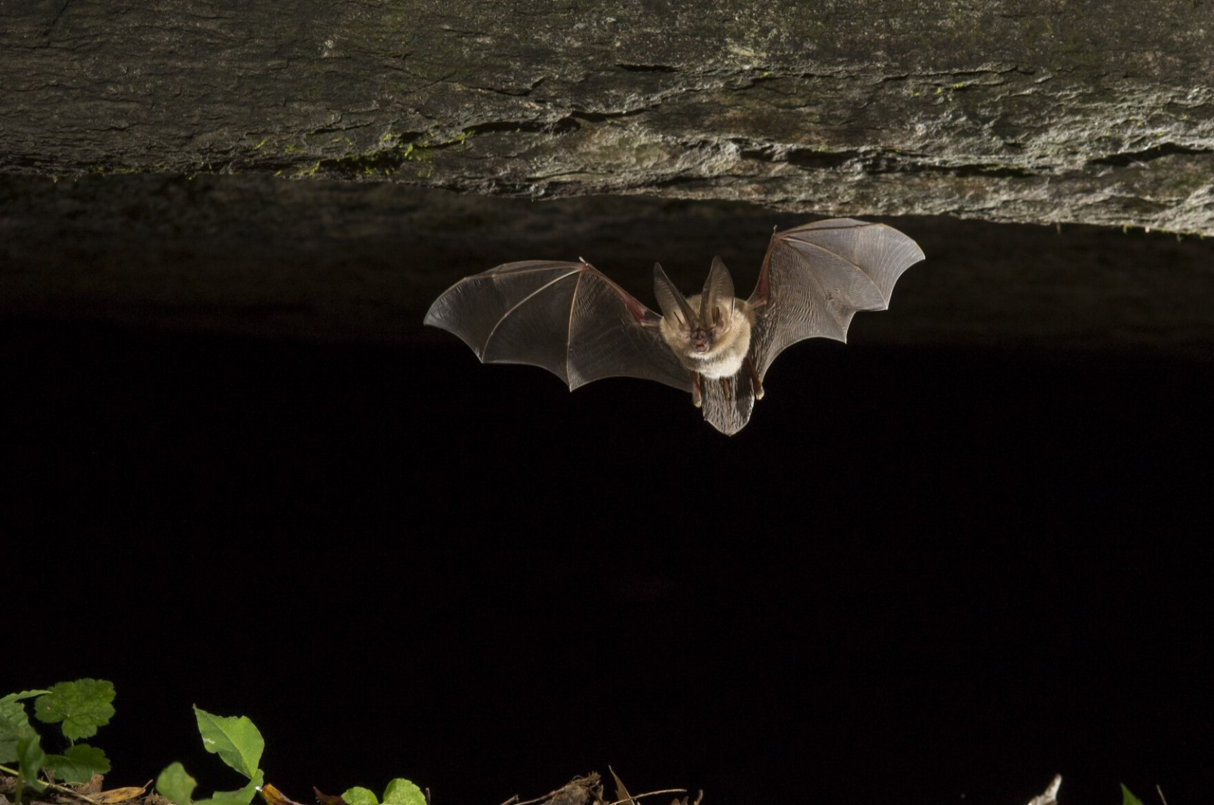 North Carolina officials approve conservation plan for an endangered ...