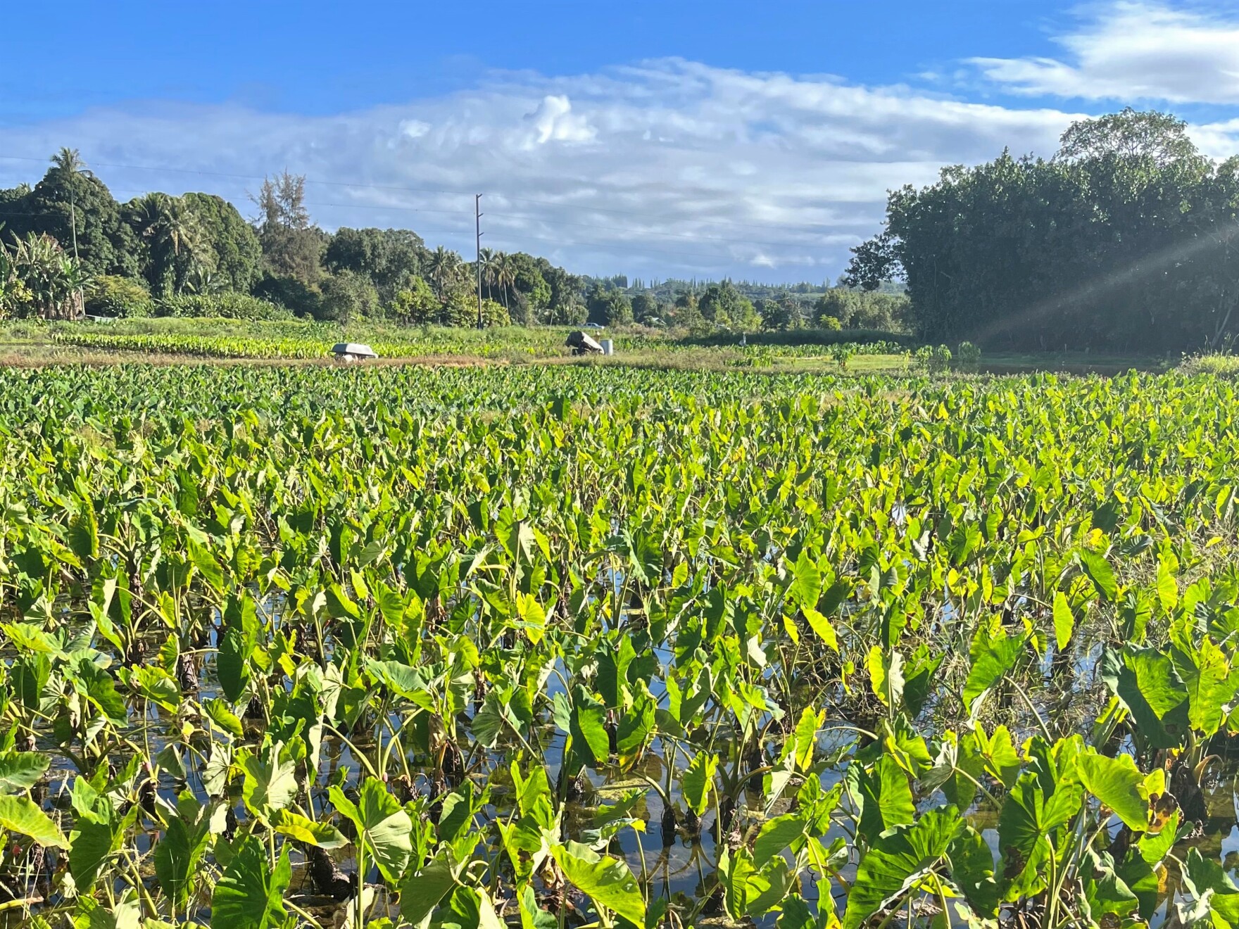 $1.5M grant goes toward students pursuing food, agriculture studies in ...