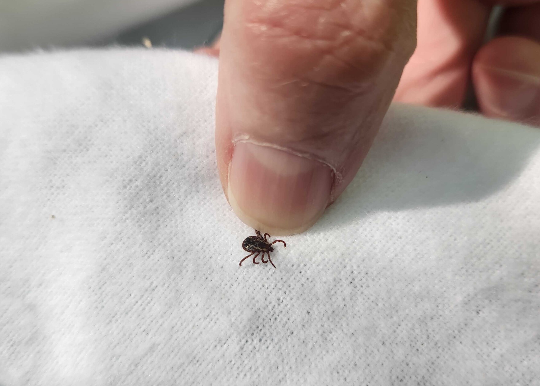 Missouri is a hotbed for tick-related illnesses. Here's how to keep yourself safe | KCUR ...