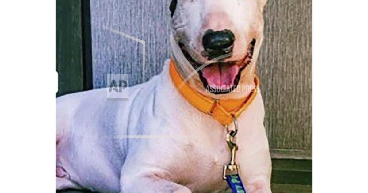 Trooper the abandoned dog is now the namesake of a measure speeding ...