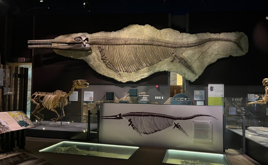 shonisaurus skeleton