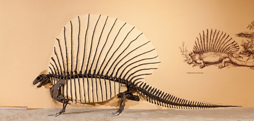 edaphosaurus skeletal