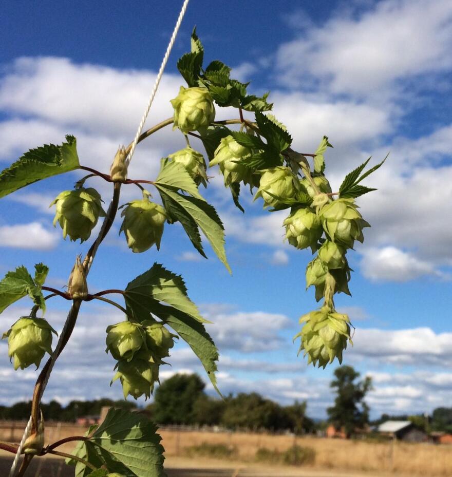 Wyden And Other Lawmakers Safeguard Hops In Senate Version Of Farm Bill ...