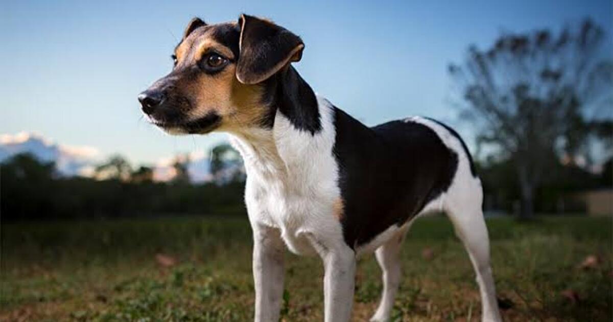 American Kennel Club recognizes the Danish-Swedish Farm Dog as new breed