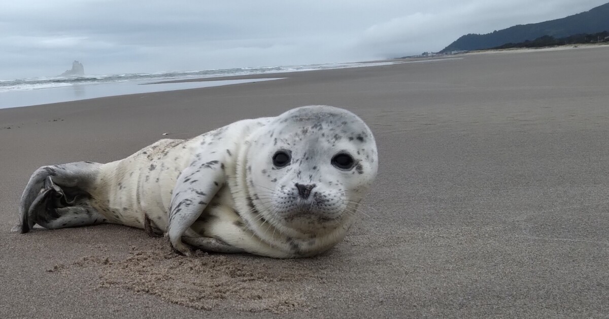 Don’t bother stranded seals and sea lions on beaches