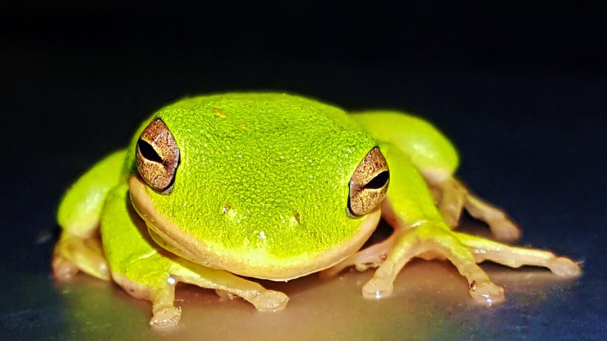 tree green frog