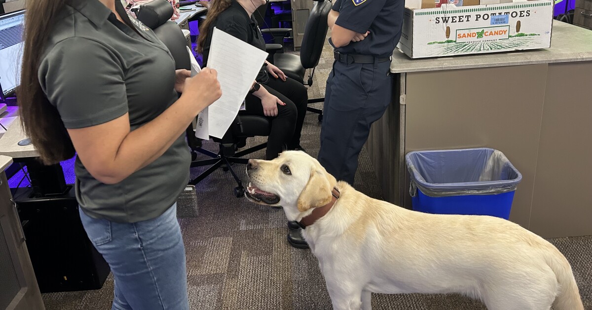 Meet Archie, Summit County's new 911 dispatch dog | Ideastream Public Media