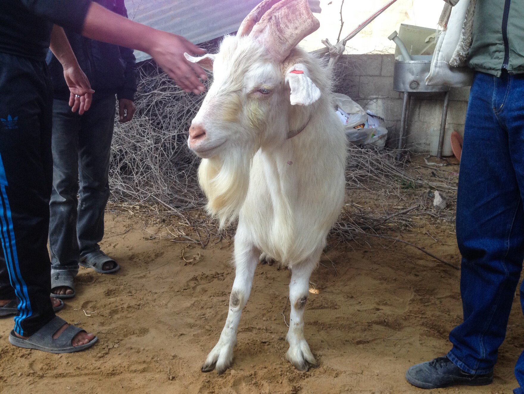 And The Fate Of The Hermaphrodite Goat Is... | WVIK, Quad Cities NPR