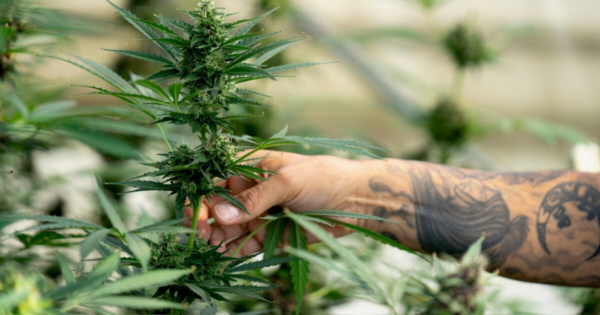 'Part of history.’ Cherokee dispensary starts first recreational ...