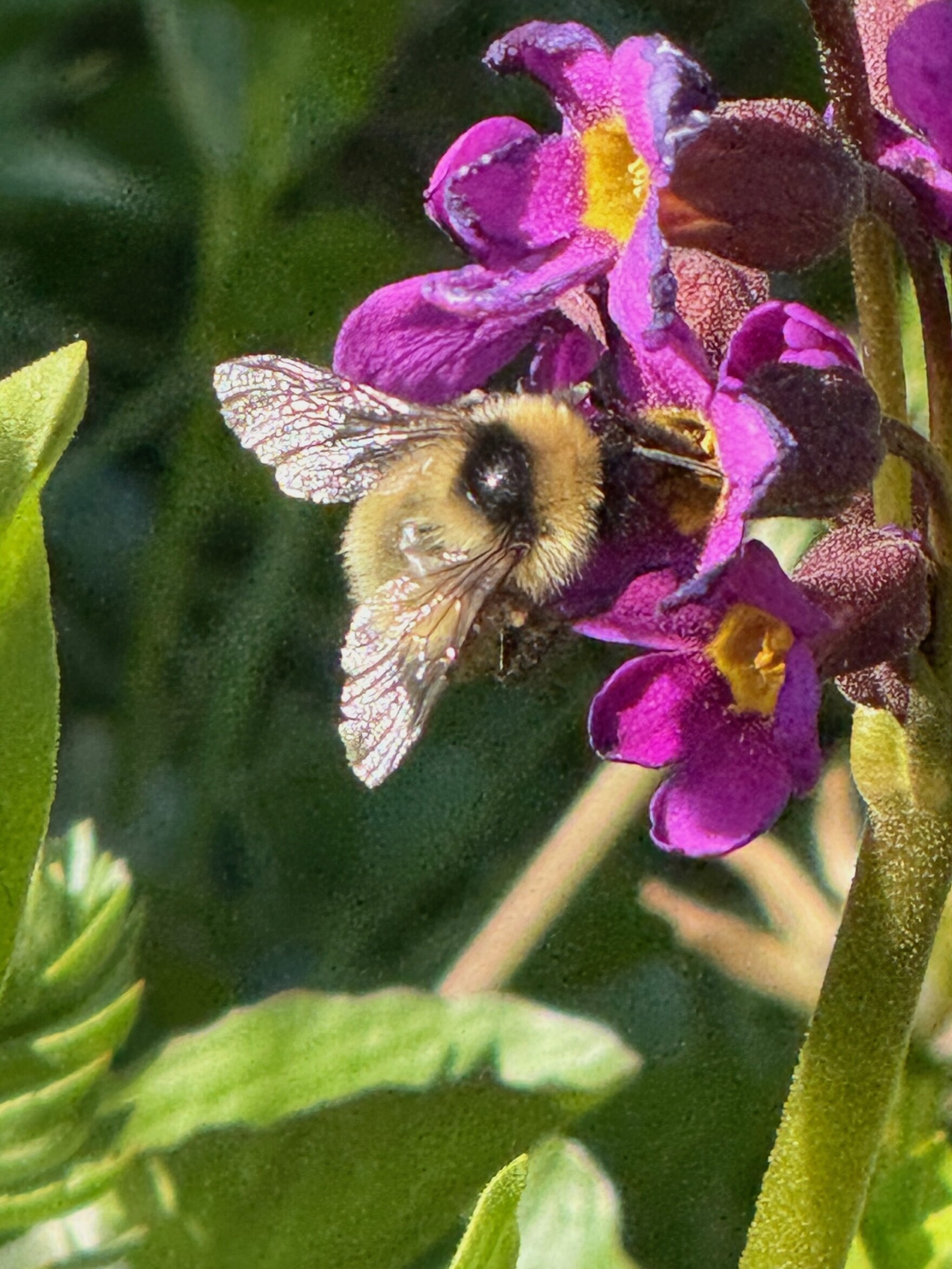 Counting the bees: A glimpse into a Colorado bee survey | KUNC
