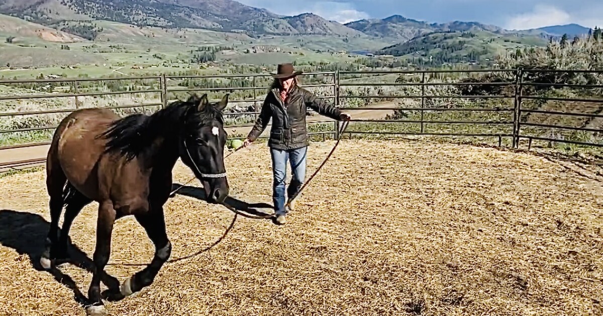 Controversy surrounds wild horse roundups in the West | KSUT Public Radio