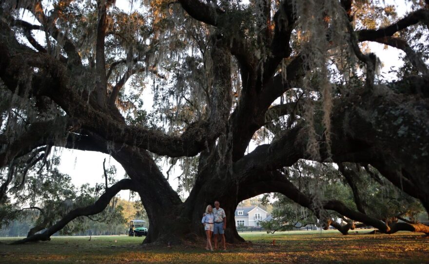 large tree oak