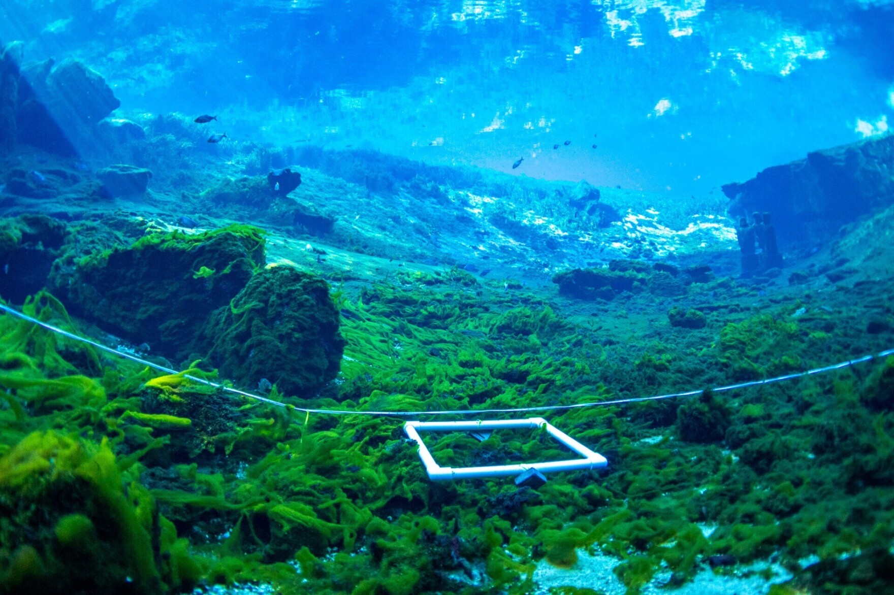 Silver Springs pollution reaching unsafe levels, says upcoming report ...