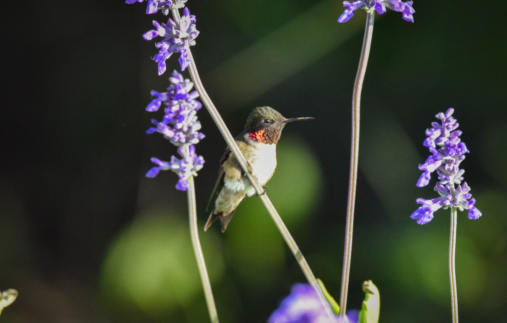 This weekend marks peak bird migration season in Austin | KUT Radio ...