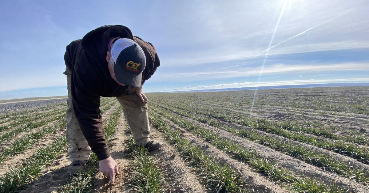 A Northwest dryland wheat farmer looks to the sky, contemplates the ...