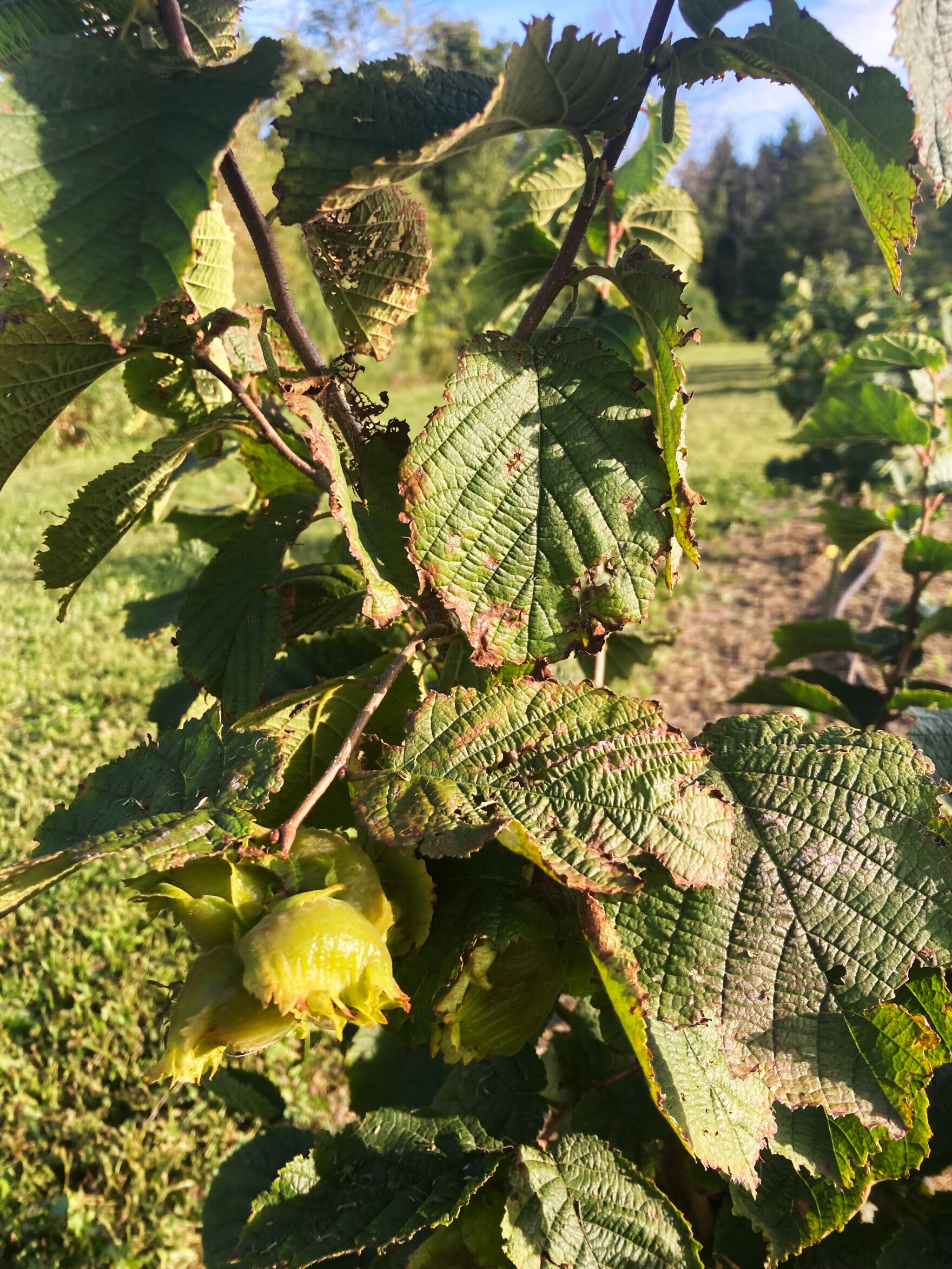 How hazelnuts can build climate resilience in the Upper Midwest | WUWM ...