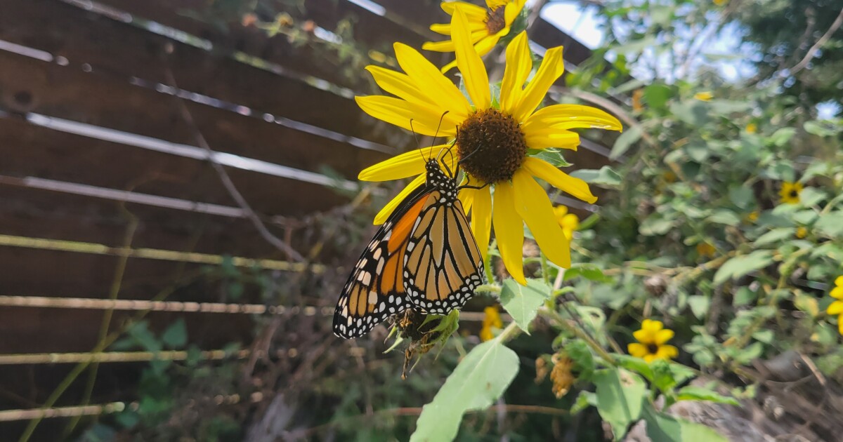 This fall's monarch butterfly migration through Texas doesn't look ...