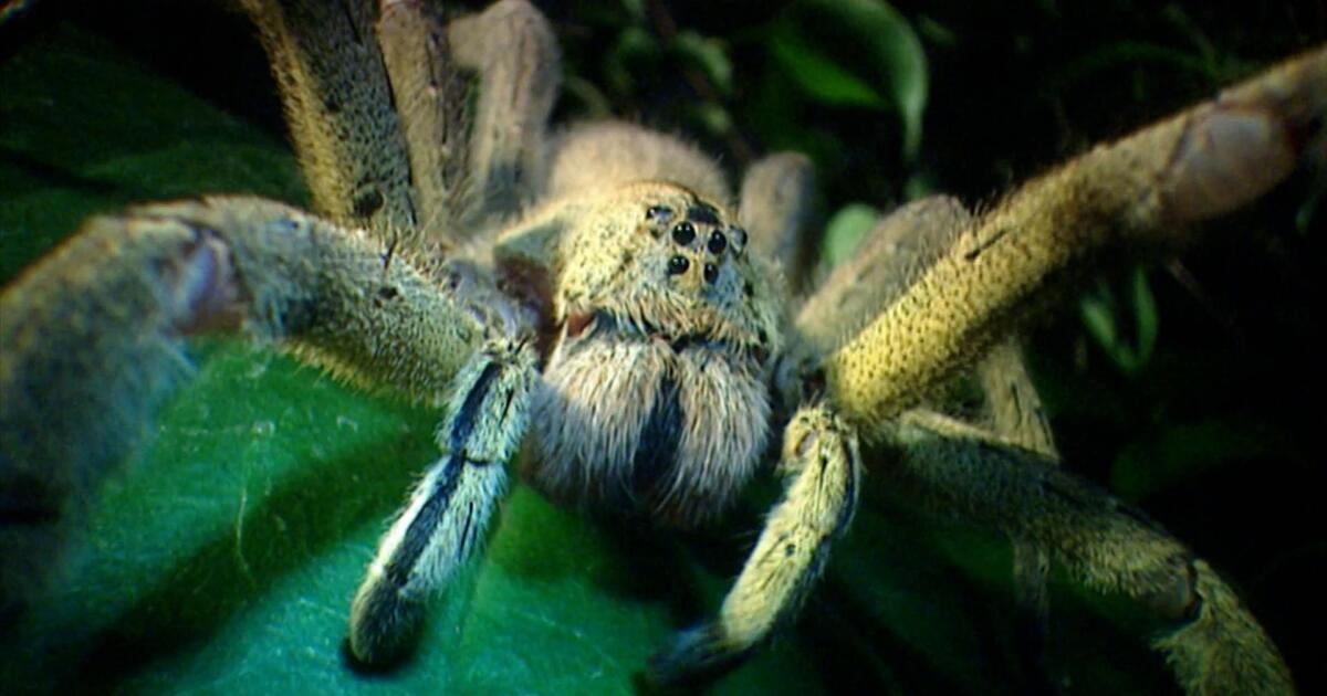 Deep Jungle: Monsters of the Forest | Connecticut Public