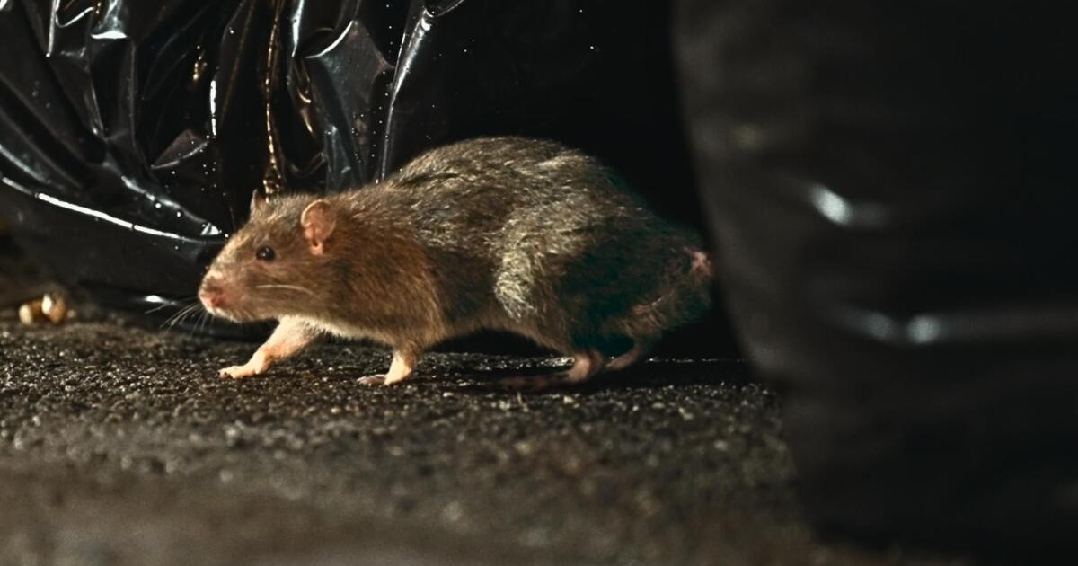 How NYC Became a Rat Kingdom | Connecticut Public