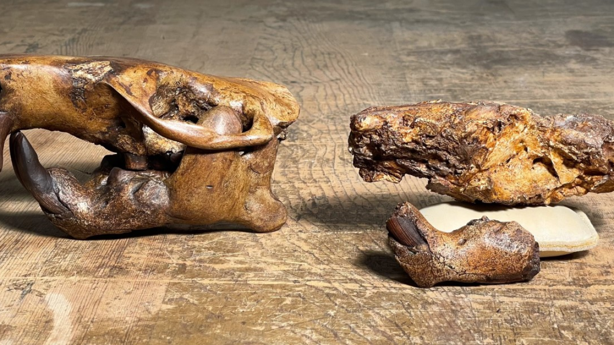 beaver skeleton xray