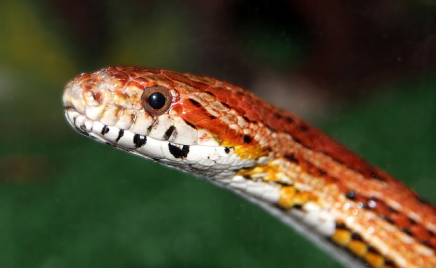 can corn snake kill human