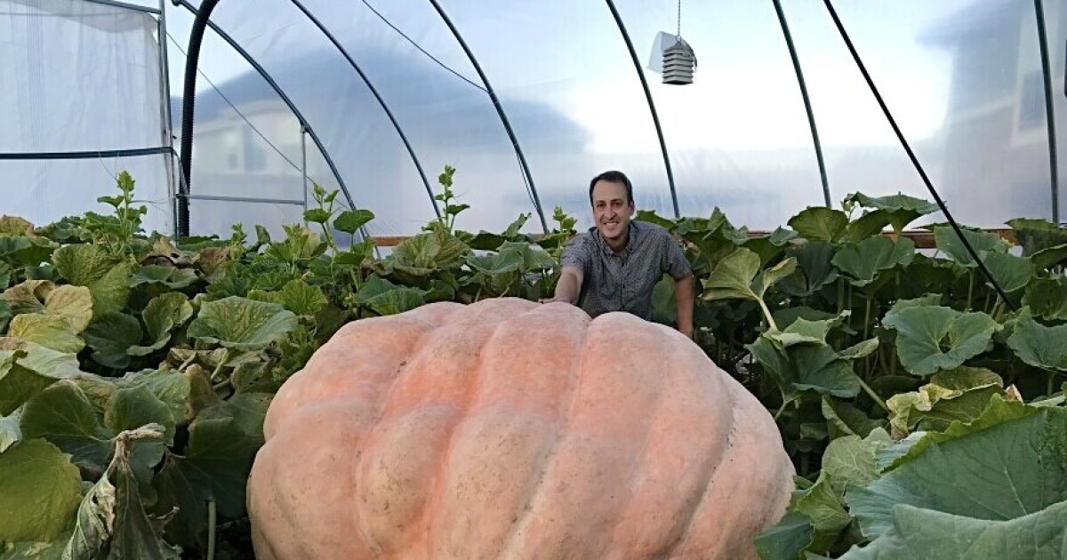 Life with a real-life Linus and his giant pumpkin