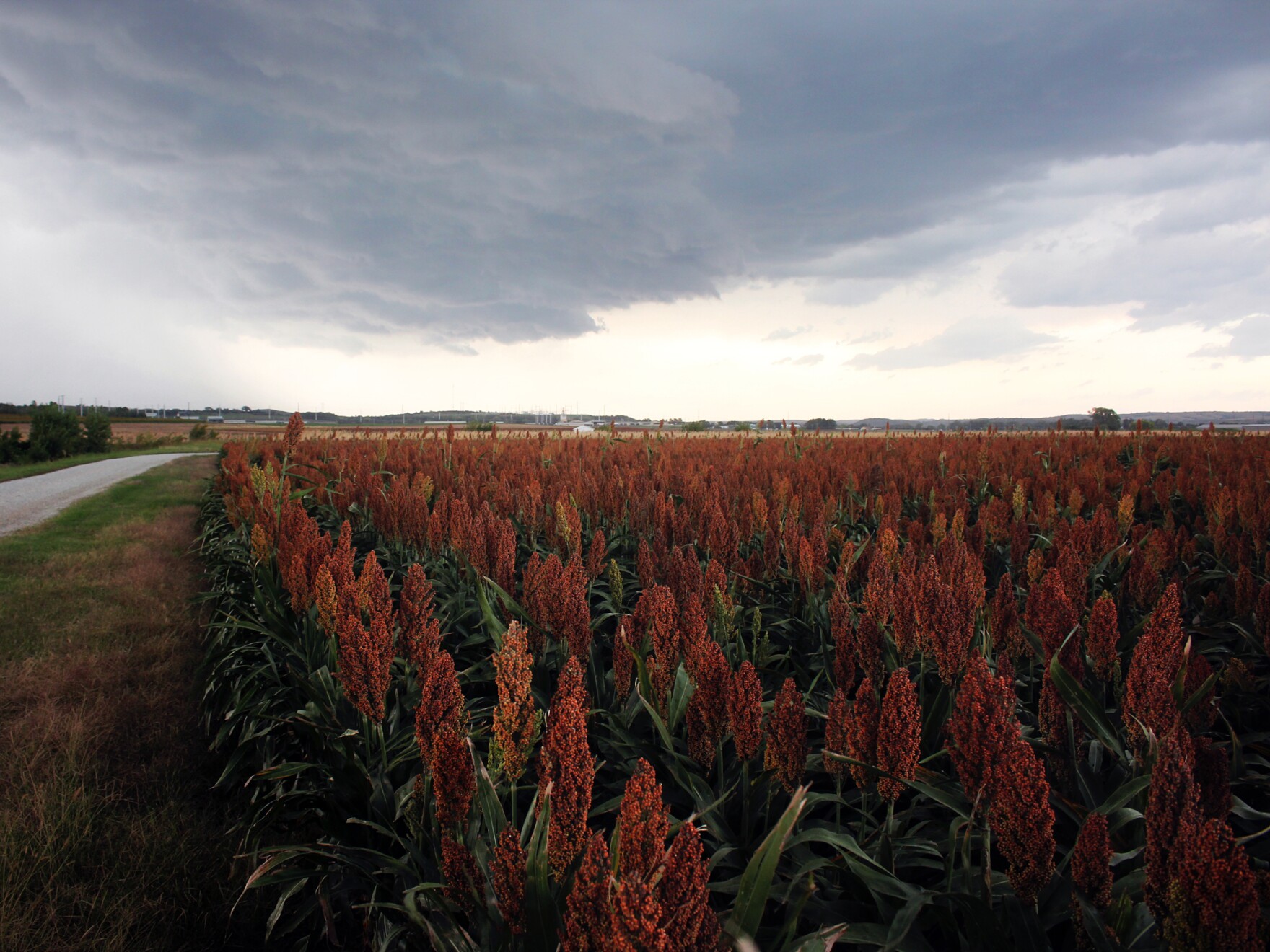 Heat, Drought Draw Farmers Back To Sorghum, The 'Camel Of Crops'