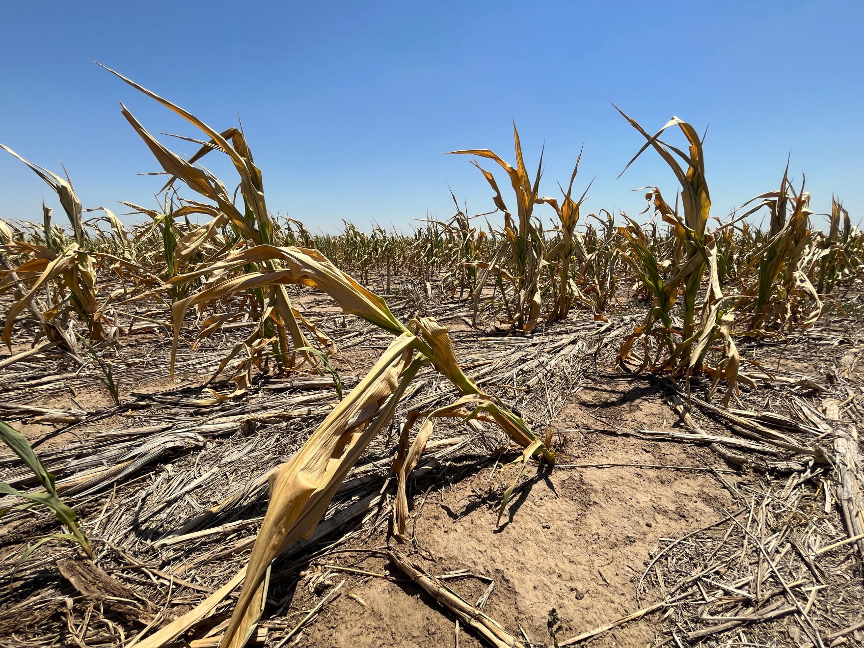 How the drought killing Kansas corn crops could make you pay more for ...