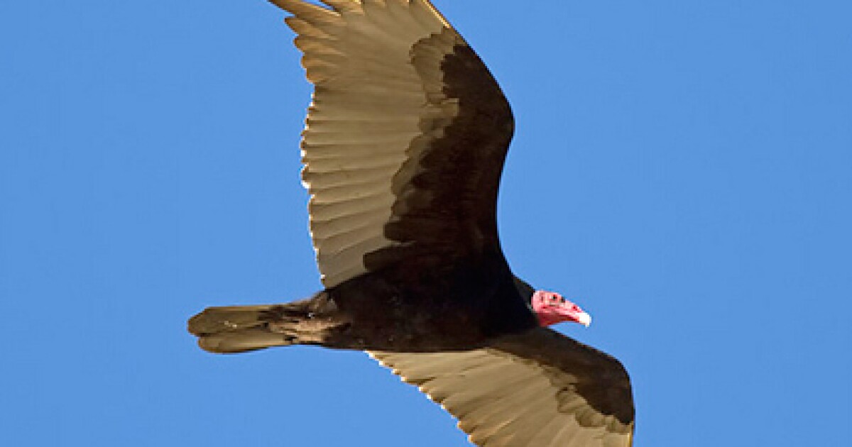 is vulture and eagle same