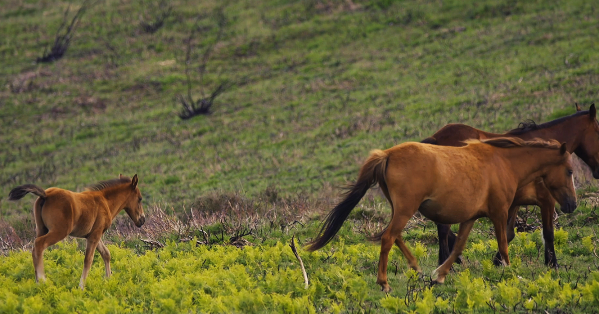 Meet Portugal's 20,000-Year-Old Wild Horses | WKAR Public Media