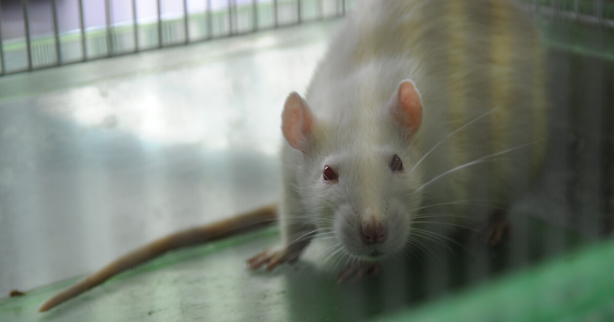 Genetically Modified Rat Is Promising Model For Alzheimer's | Prairie ...