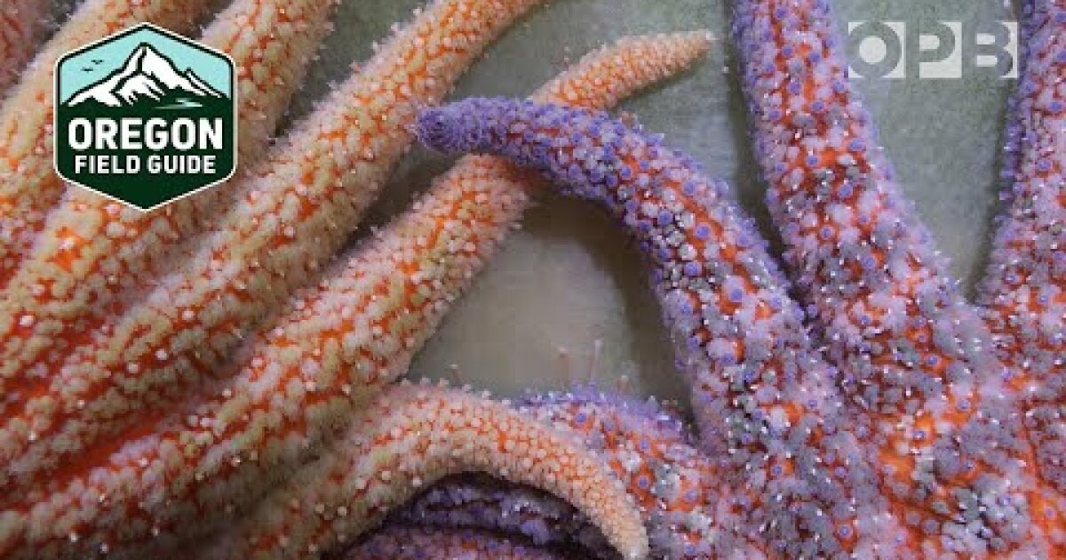Washington scientist brings new hope to dying coastal sea star | KNKX ...