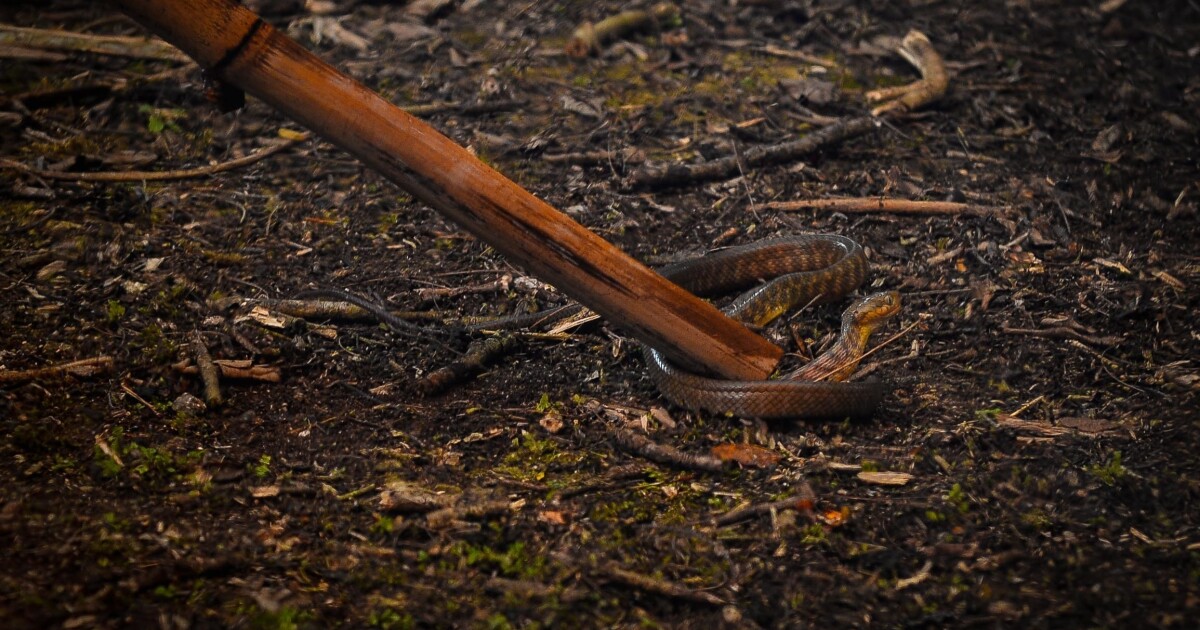 Federal cuts could impact Hawaiʻi's ability to keep the brown tree ...