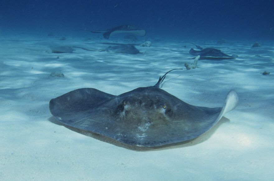 Stingray Mating Season In Southwest Fl Wgcu Pbs And Npr For Southwest