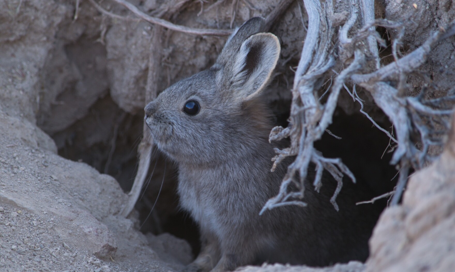 Advocates plan to sue USFWS for not protecting tiny Western rabbit