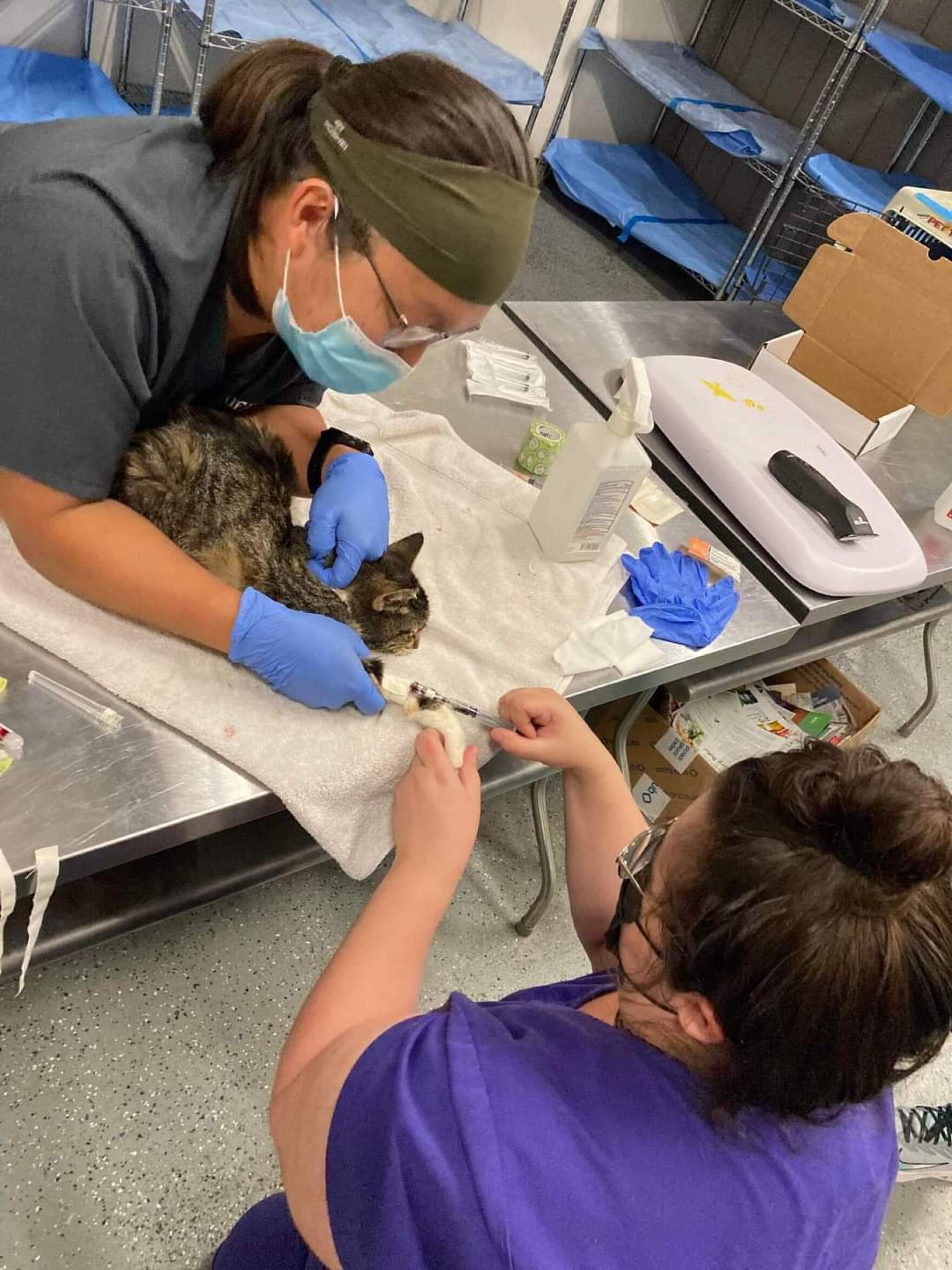 Gainesville’s largest TNR program Operation Catnip makes waves for community cat welfare