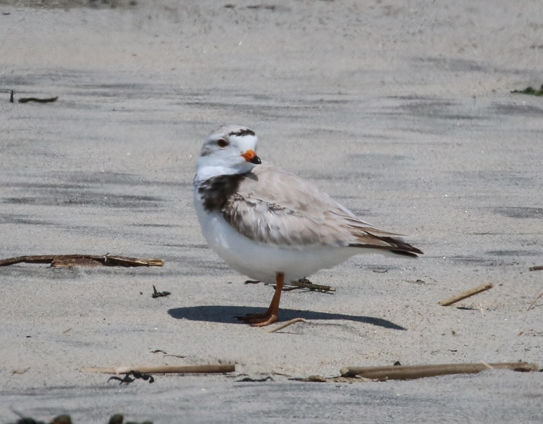 Maine's endangered plovers weather climate change | Connecticut Public