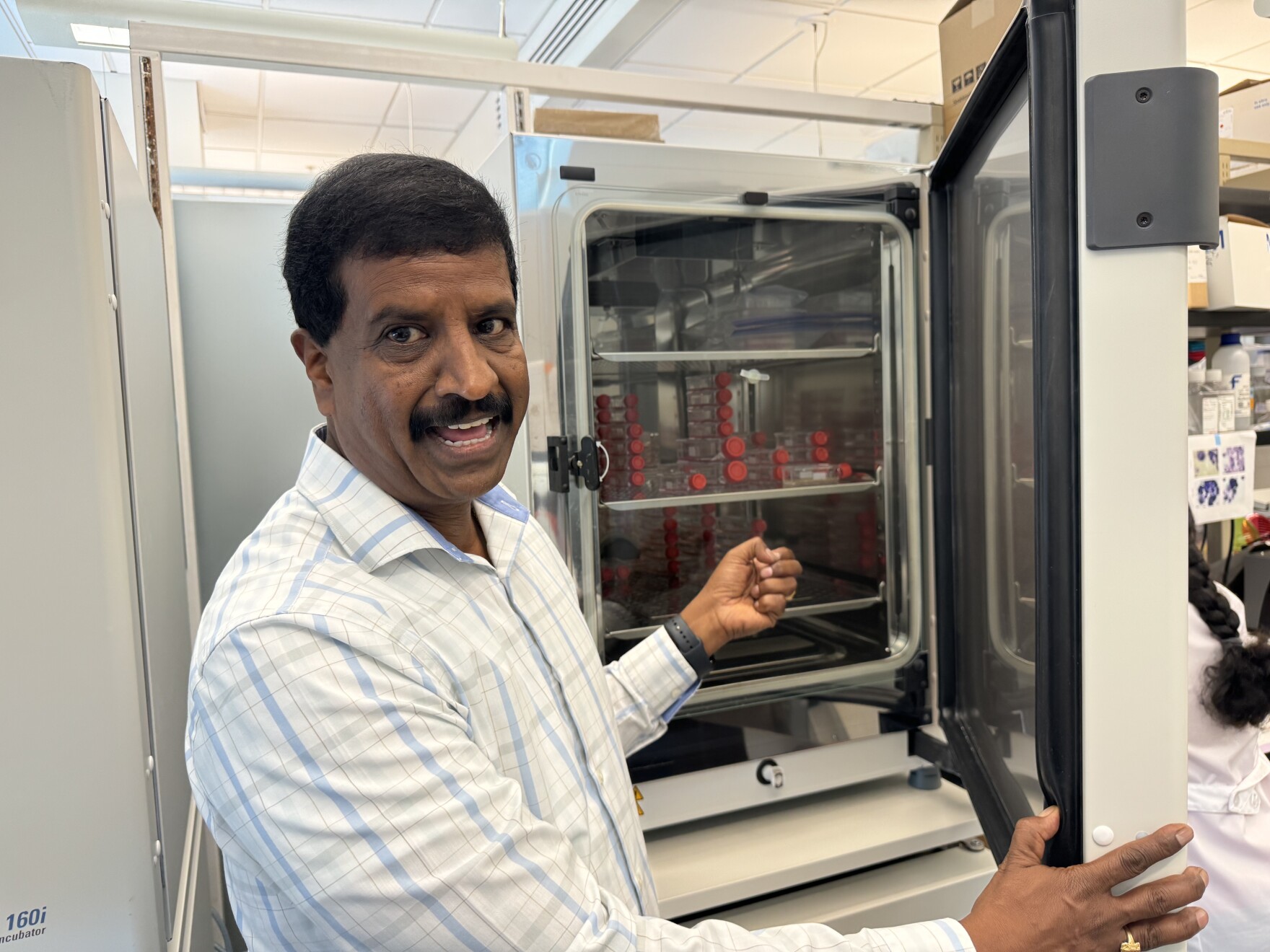 Diseases from ticks can be devastating to cattle, but a new vaccine ...