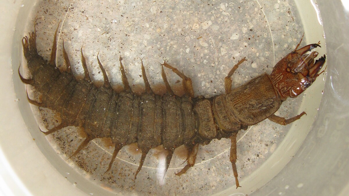corydalidae larvae