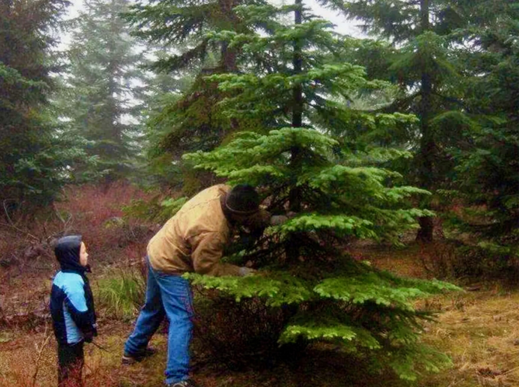 It’s beginning to look a lot like Christmas. Here’s how to get a tree ...