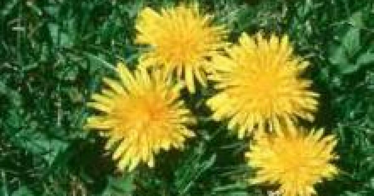 Rick Abrahamson On Planting/Gardening | SDPB