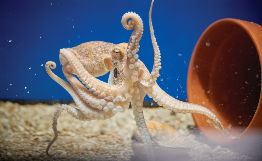 octopus nervous system function